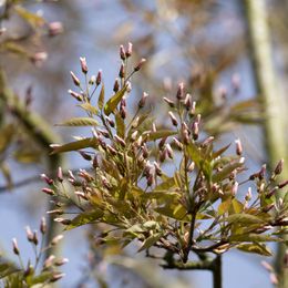 Felsenbirne 'Robin Hill' Liefergröße: 60 - 100 cm