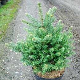 Zwergtannenbaum 'Molli' Liefergröße: 30 - 40 cm