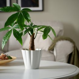 IKEA KVASTSPIREA Übertopf