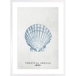 Ars Longa Gerahmter Kunstdruck "Tropical shell collection no. 2" - 16% | Gr&ouml;&szlig;e 50x70 cm | Wanddekoration