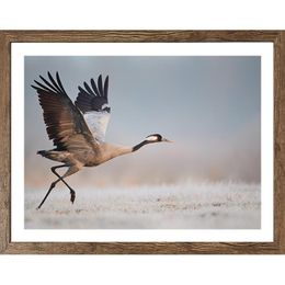 Bild mit Rahmen Landschaft Natur Tiere Vogelbilder V&ouml;gel 1 Stk. tlg. schwarz MDF, Papier