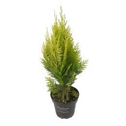toom Konifere aufrecht gelb 9 cm Topf
