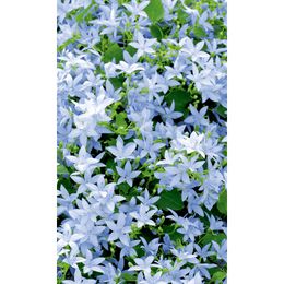 toom Teppich-Glockenblume, 9 cm Topf, 3er-Set