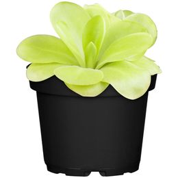 toom Pinguicula tina, 9 cm Topf