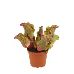 toom Schlauchpflanze, 12 cm Topf