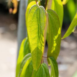 Immergrüne Duft-Clematis 'Apple Blossom' Liefergröße: 60 - 100 cm