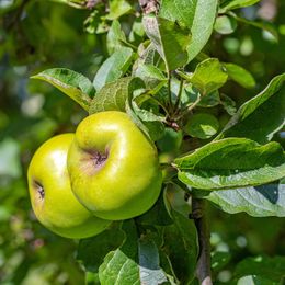 Herbstapfel 'Seestermüher Zitronenapfel' Liefergröße: 120 - 160 cm, veredelt auf M7, 40 - 60 cm Sth.