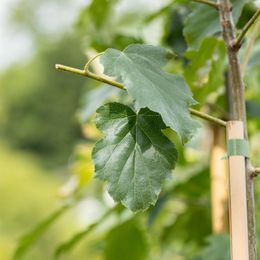 Elsbeere - Baum des Jahres 2011 Liefergröße: 60-80 cm