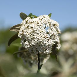Prager Schneeball Liefergröße: 40-60 cm
