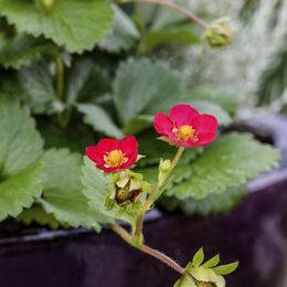 Bodendecker-Erdbeere 'Red Ruby' Lieferform: Im 9 cm Topf