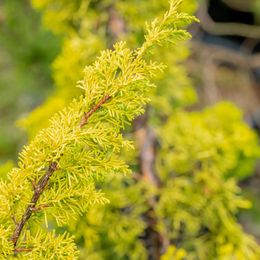 Gelber Mooswacholder 'Plumosa Aurea' Liefergr&ouml;&szlig;e: 25 - 30 cm