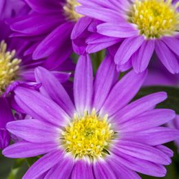 Glattblatt-Aster 'Schöne von Dietlikon' Lieferform: Im 9 cm Topf