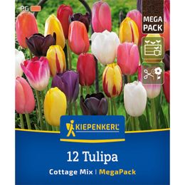 Kiepenkerl Einfache sp&auml;te Tulpe 'Cottage- Mischung' - 12 St&uuml;ck Liefergr&ouml;&szlig;e: Zwiebelgr&ouml;&szlig;e 11/12