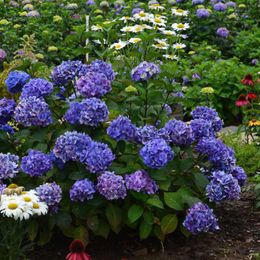 Hortensie 'Endless Summer BloomStar ' Blau Liefergröße: 30 - 40 cm
