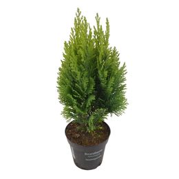 toom Konifere aufrecht gelb 12 cm Topf