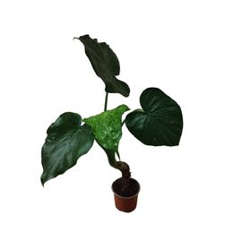 MeinVIPShop Alocasia cucullata Zimmerpflanze 50cm | Gr.: onesize