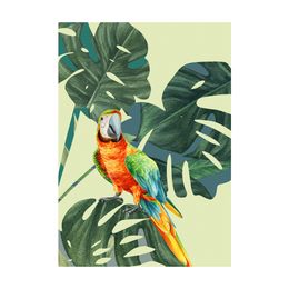 Bild Komar "Green-Winged Macaw", bunt (farbe bild(er): bunt), B:30cm H:40cm, Holz, Papier, Bilder, Bild, Wandbild zur Dekoration - ohne Rahmen