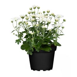 toom Chrysantheme verschiedene Farben 10,5 cm Topf