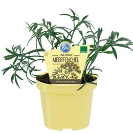 blu Bio-Meerfenchel 12 cm Topf