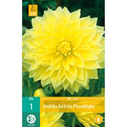 Gro&szlig;blumige Dahlie 'Kelvin Floodlight' - 1 St&uuml;ck Lieferform: Blumenzwiebelbeutel mit Bildkarte