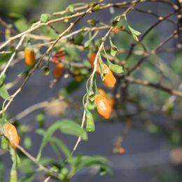 Goji-Beere 'Sweet Success ' Liefergröße: 60 - 80 cm