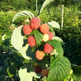 Herbsthimbeere Primeberry 'Autumn Fleshy ' Lieferform: Im 2 Liter Topf