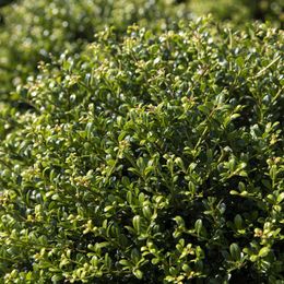 Berg-Ilex 'Glorie Gem' 0,5 Liter Topf, 10 - 15 cm Liefergr&ouml;&szlig;e: 10 - 20 cm