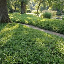 Bodendecker-Bambus 'Pygmaeus' Lieferform: Im 0,5 Liter Topf
