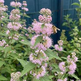 Bartblume 'Stephi' 3 Liter Topf, 40 - 60 cm Liefergröße: 40 - 60 cm
