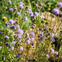 Acker-Witwenblume / Wiesen-Witwenblume / Wiesen-Skabiose Lieferform: Im 9 cm Topf