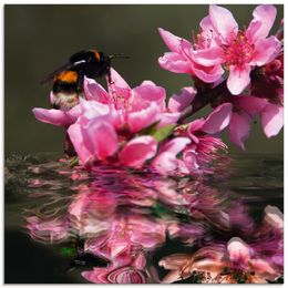 Glasbild Artland, B:50cm H:50cm, pink, Glas, Küche, Bilder, "Pfirsichblüte mit Hummel", in verschiedenen Größen