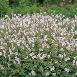Cambridge Storchschnabel 'Harz' Lieferform: Im 9 cm Topf