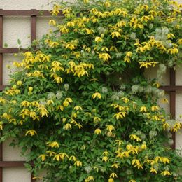 Clematis 'Golden Harvest' Liefergröße: 60 - 100 cm