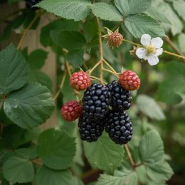 Brombeere 'Käpt'n Blau' Liefergröße: Ab 2 starken Trieben