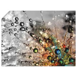 Wandbild Artland "Farbenfrohe Natur", bunt (farbe bild(er): bunt), B:60cm H:45cm, Bilder, als Alubild, Leinwandbild, Poster in verschied. Gr&ouml;&szlig;en