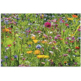 Alu-Dibond-Druck Artland "Bunte Blumenwiese", bunt (farbe bild(er): bunt), B:120cm H:80cm, Bilder, f&uuml;r Innen- und Au&szlig;enbereich geeignet, Outdoorbild
