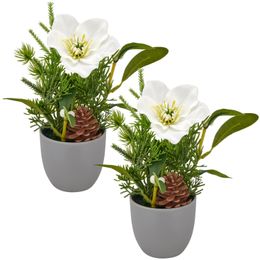 Winterliche Kunstpflanze Creativ green "Arrangement mit Christrose", wei&szlig;, H:18cm, Polyester, Kunstpflanzen, mit Tannenzweigen und Zapfen