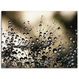 Wandbild Artland "Nasser L&ouml;wenzahn", schwarz (farbe bild(er): schwarz), B:80cm H:60cm, Bilder, als Alubild, Leinwandbild in verschied. Gr&ouml;&szlig;en