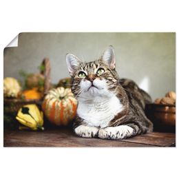 Poster Artland "Katze und Herbstdeko", beige (farbe bild(er): naturfarben), B:30cm H:20cm T:0,1cm, Papier, Bilder, Poster, ohne Rahmen