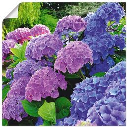 Wandbild Artland "Hortensien im Garten", lila (farbe bild(er): lila), B:40cm H:40cm, Bilder, als Alubild, Leinwandbild, Poster in verschied. Gr&ouml;&szlig;en