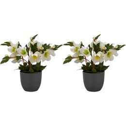 Kunstblume Creativ green "Christrose", wei&szlig;, H:23cm, Polyester, Kunstpflanzen, mit &uuml;ppiger Bl&uuml;tenpracht