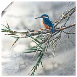 Wandbild Artland "Eisvogel I", wei&szlig; (farbe bild(er): wei&szlig;), B:30cm H:30cm T:0,1cm, Papier, Bilder, als Leinwandbild, Poster in verschied. Gr&ouml;&szlig;en