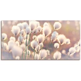 Wandbild Artland, B:100cm H:50cm, beige, Wohnzimmer, Bilder, "Wollgraszauber im Moor", als Alubild, Leinwandbild, Poster in verschied. Gr&ouml;&szlig;en