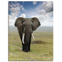 Wandbild Artland, B:30cm H:40cm, gr&uuml;n, Wohnzimmer, Bilder, "Elefant", als Alubild, Leinwandbild in verschied. Gr&ouml;&szlig;en