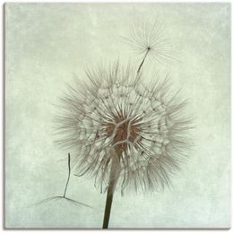 Leinwandbild Artland, B:70cm H:70cm T:1,8cm, grau, Leinwand, Wohnzimmer, Bilder, "Pusteblume II", auf Holzrahmen gespannt