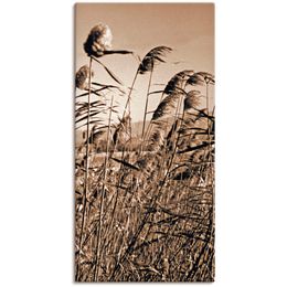 Wandbild Artland, B:75cm H:150cm, beige, Leinwand, Wohnzimmer, Bilder, "Sepia Gr&auml;ser II", auf Holzrahmen gespannt