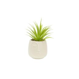 M&ouml;bel Kraft Sukkulente im Keramiktopf creme Dolomite,Kunststoff,Stein Ma&szlig;e (cm): H: 14 &Oslash;: 8.8 &raquo; M&ouml;bel Kraft