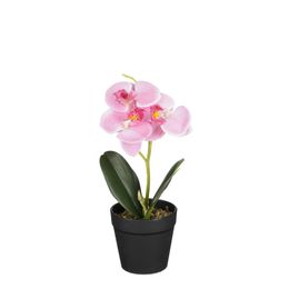 Edelman Phalaenopsis im Topf rosa 25cm ORCHIDEE