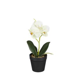 Edelman Phalaenopsis im Topf gr&uuml;n 25cm ORCHIDEE