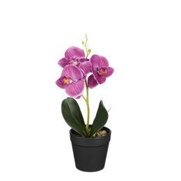 Edelman Phalaenopsis im Topf violett 25cm ORCHIDEE
